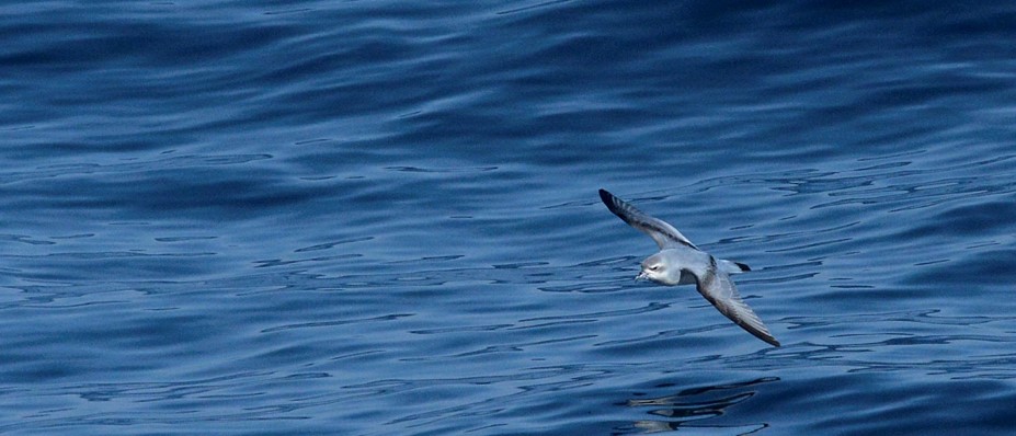 Small Petrels - Seabird Tracking Database
