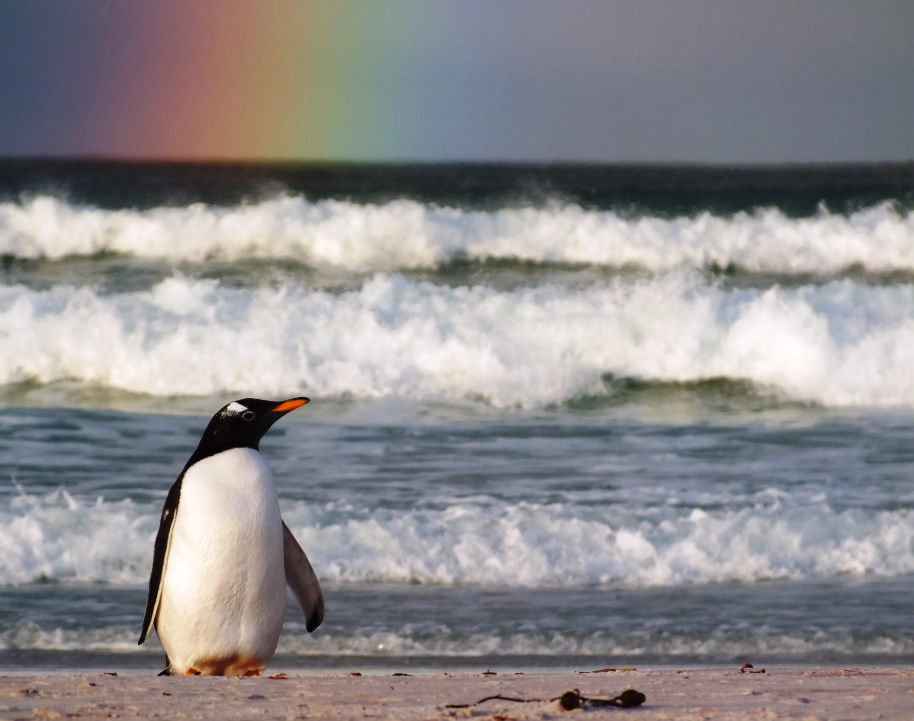 Penguins - Seabird Tracking Database