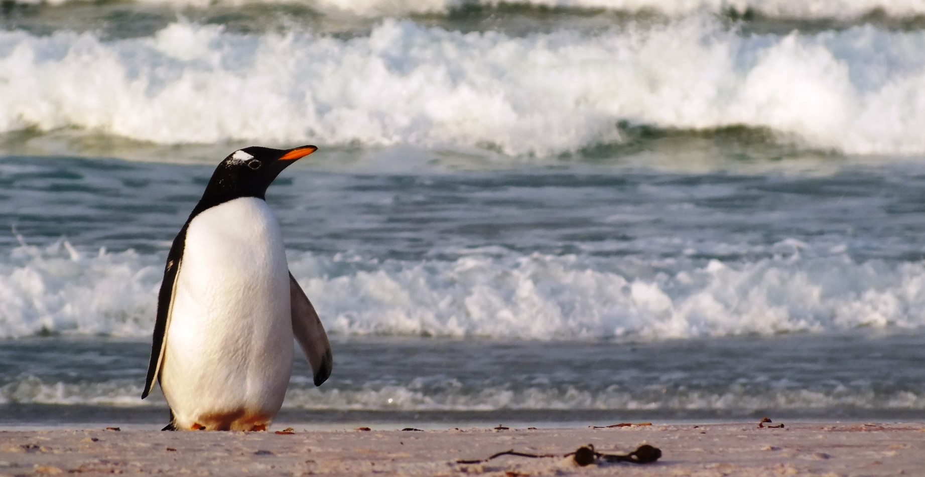 Penguins - Seabird Tracking Database