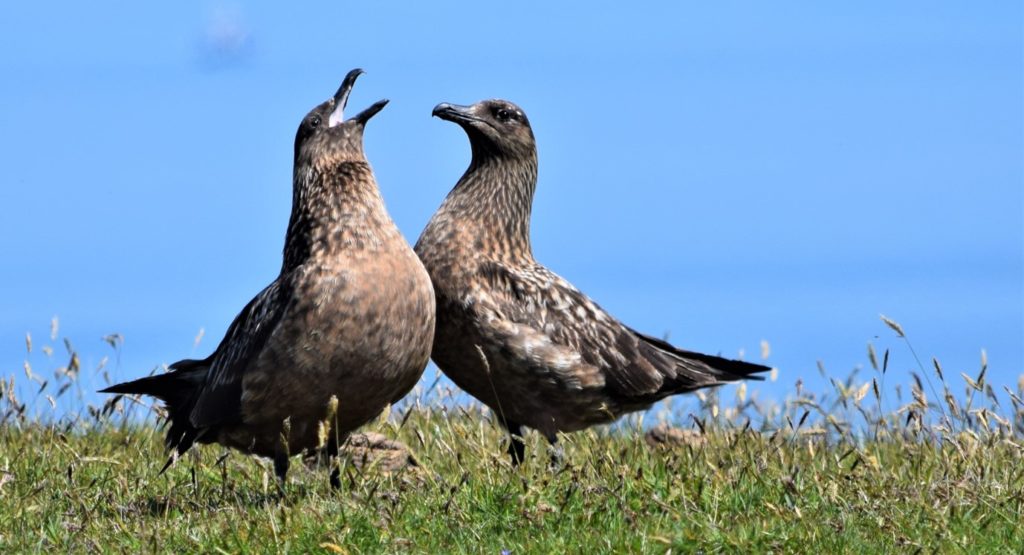 Skuas - Seabird Tracking Database