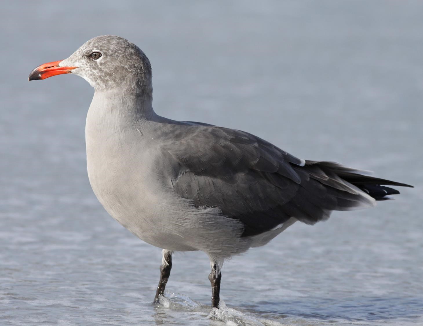 Gulls & Phalaropes - Seabird Tracking Database