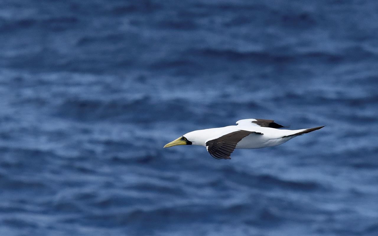 Gannets & Boobies - Seabird Tracking Database