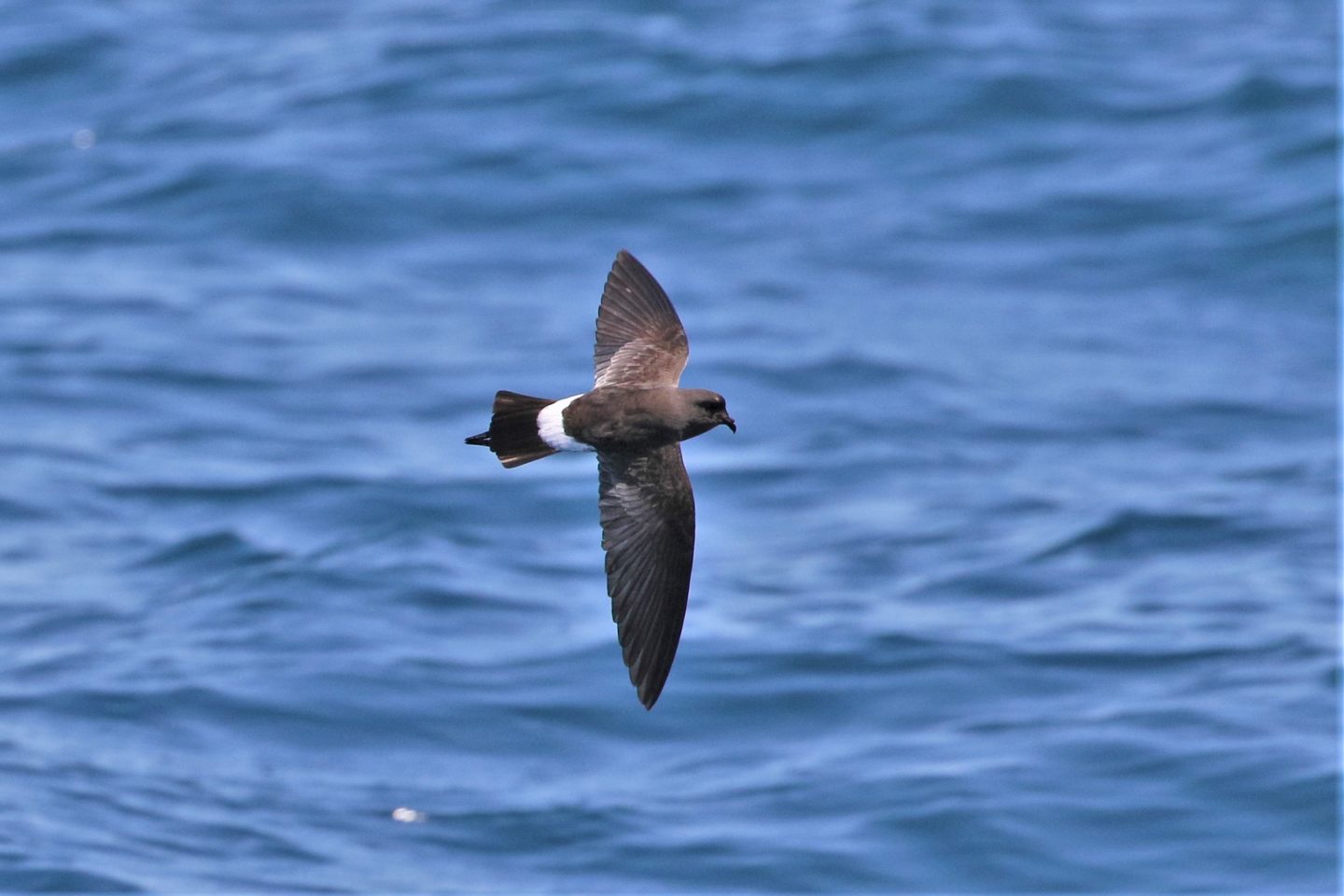 Home - Seabird Tracking Database