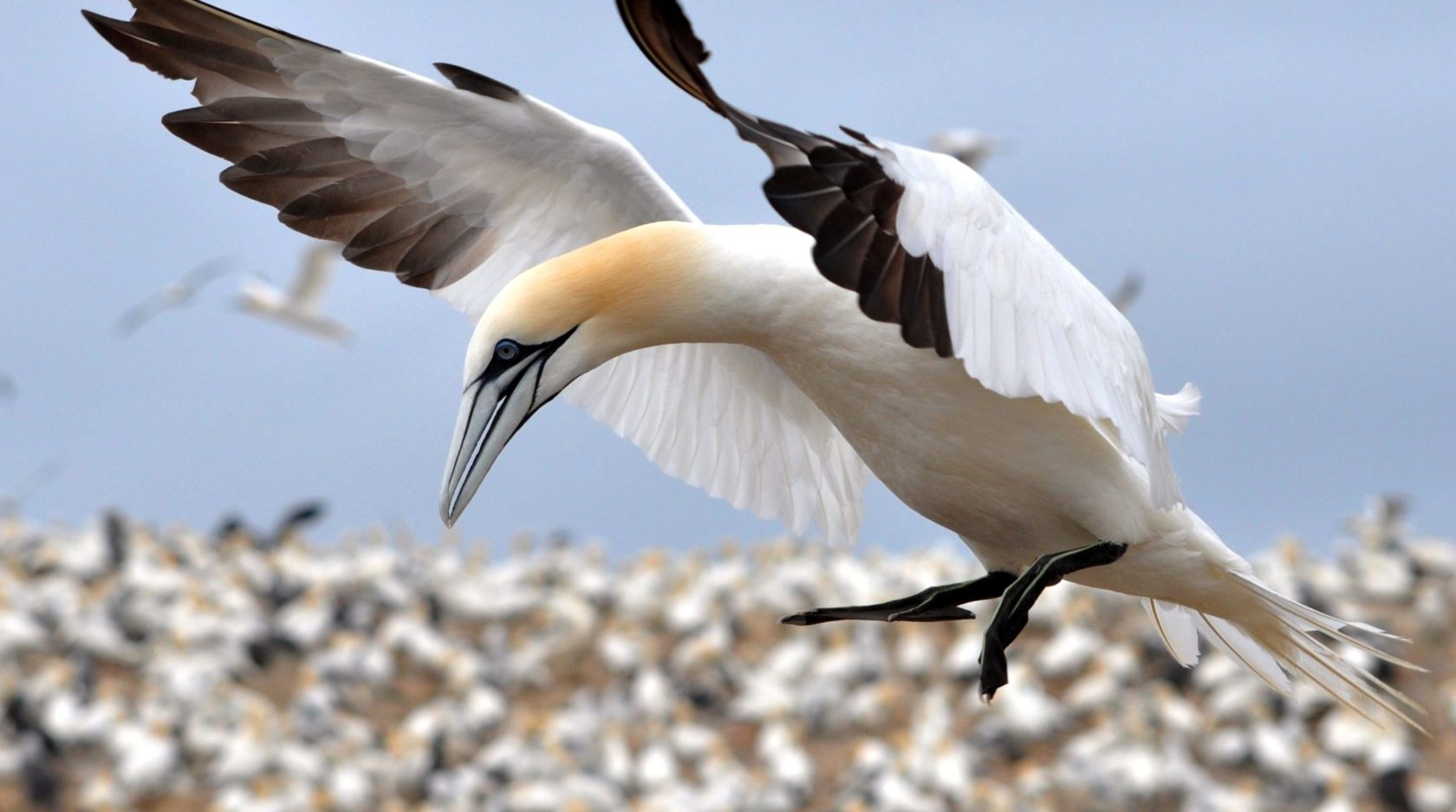 Northern Gannet foraging trip length increases with colony size and ...