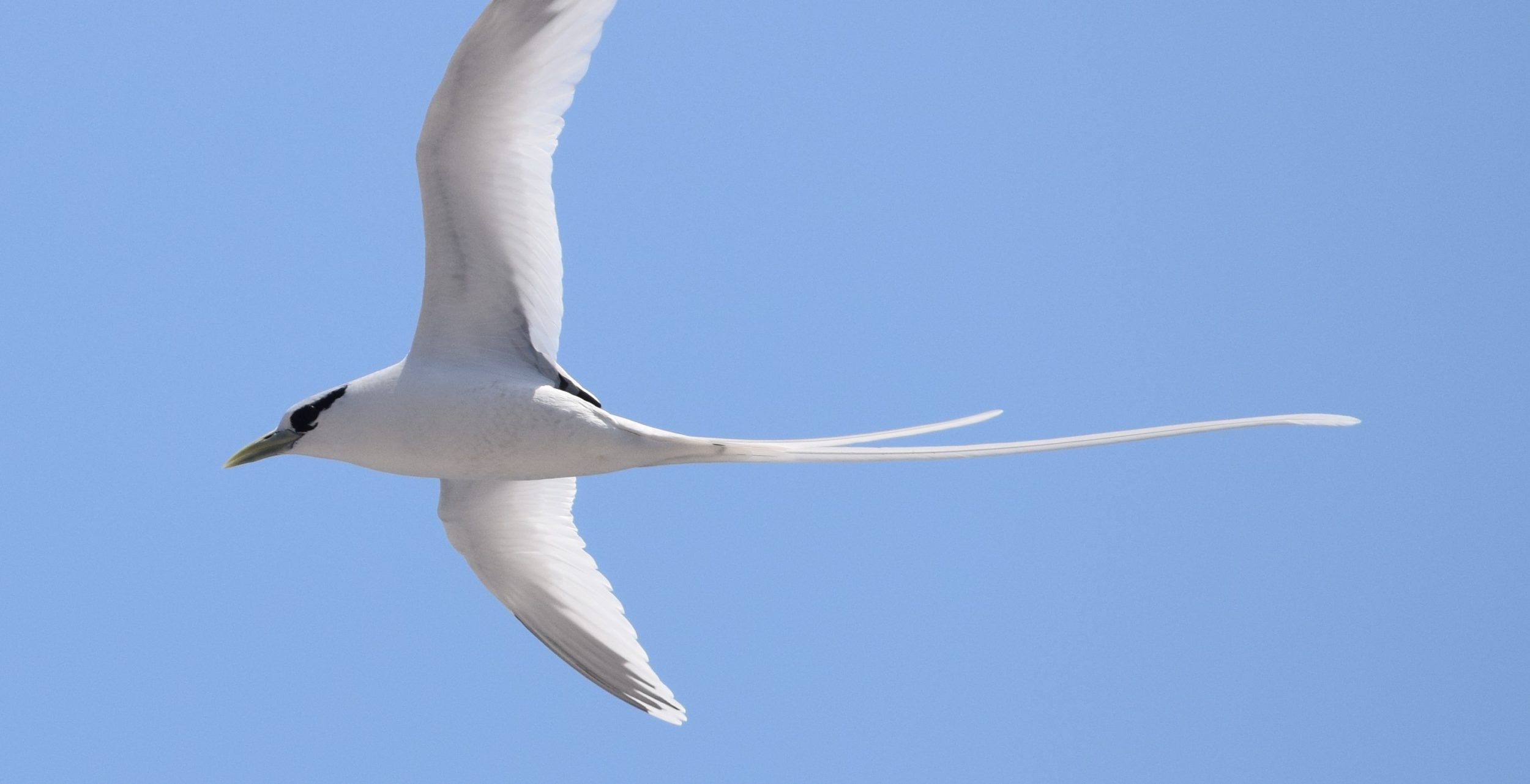 White Seabird Flying Common British Seabirds: Identification And Facts