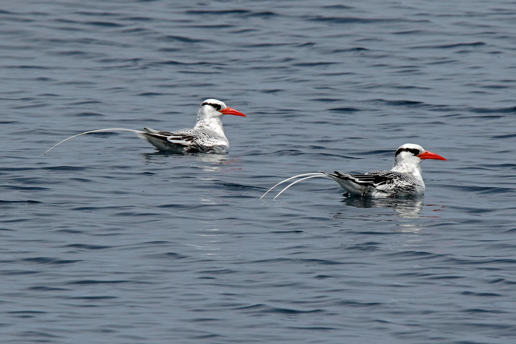 Frigatebirds & Tropicbirds - Seabird Tracking Database