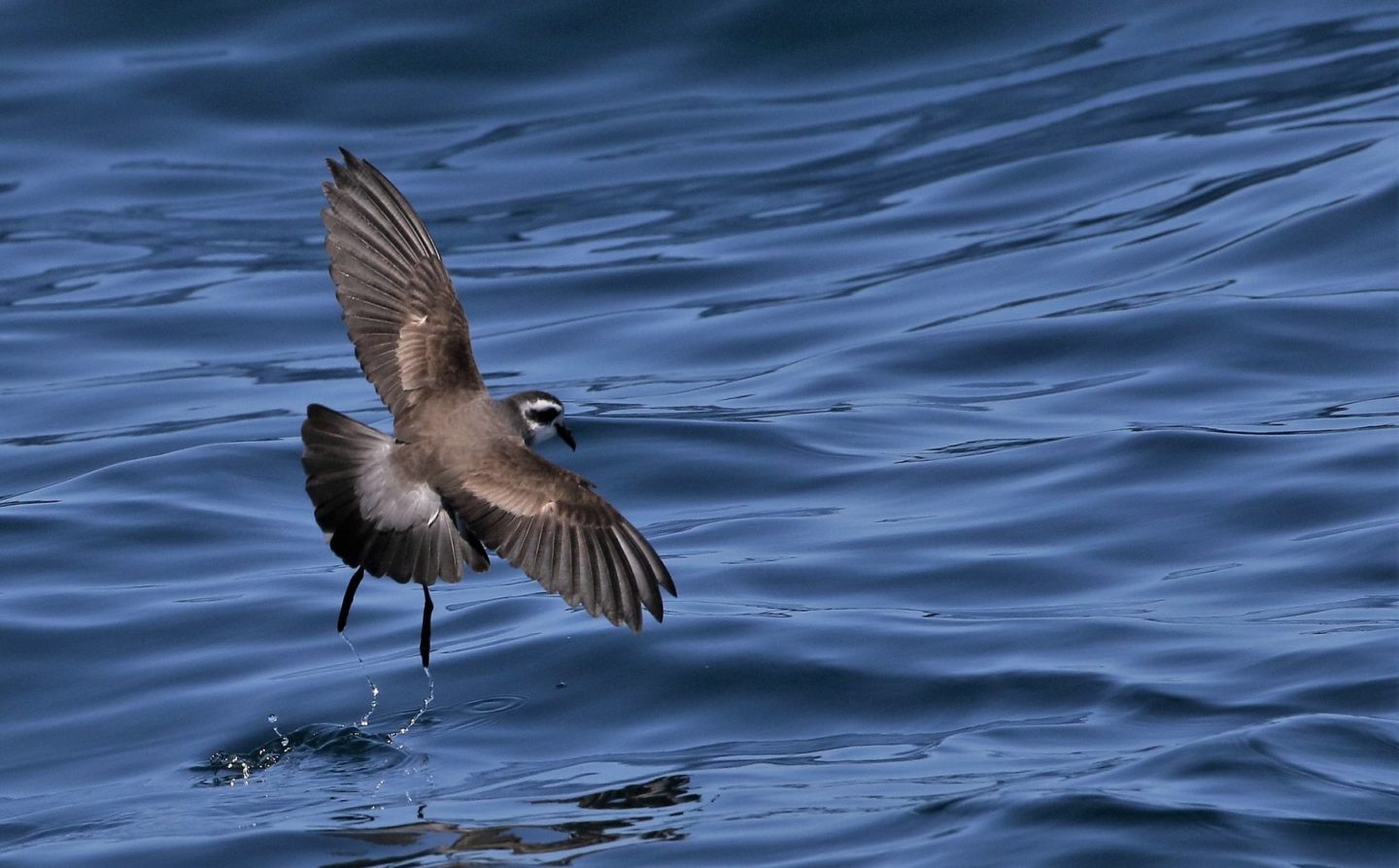 Storm-petrels - Seabird Tracking Database