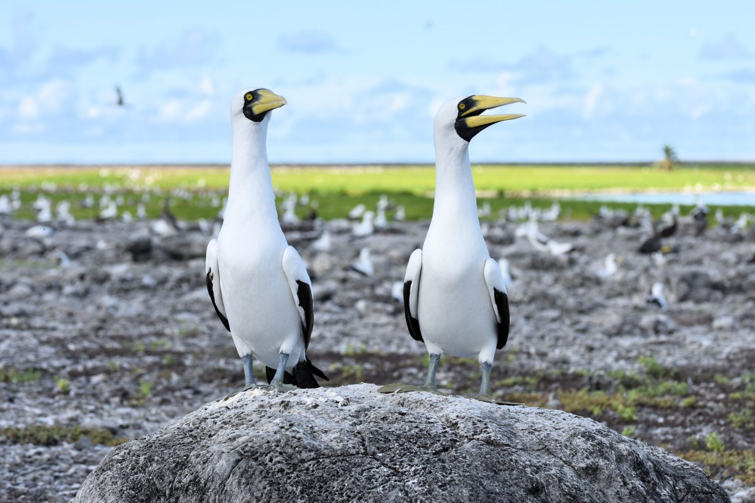 Coral reef islands hold keys for tropical seabird conservation ...