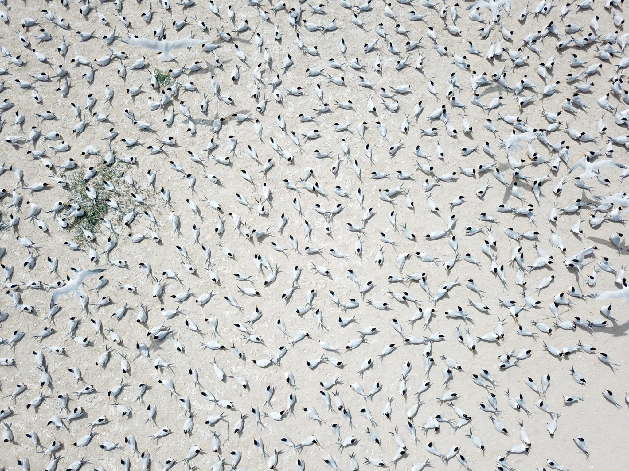 Foraging movements and important sites for conservation of the West ...