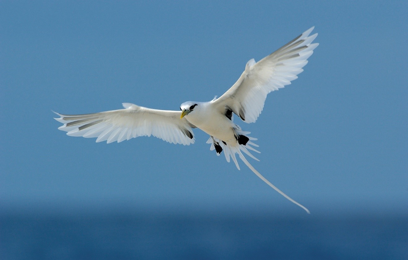 Uncovering the foraging movements of White-tailed Tropicbirds in the ...