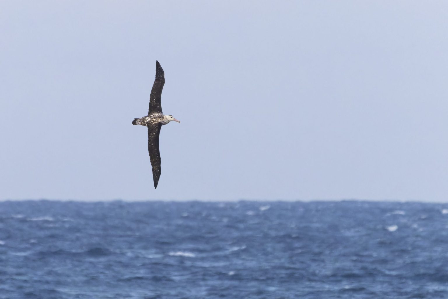 Home - Seabird Tracking Database