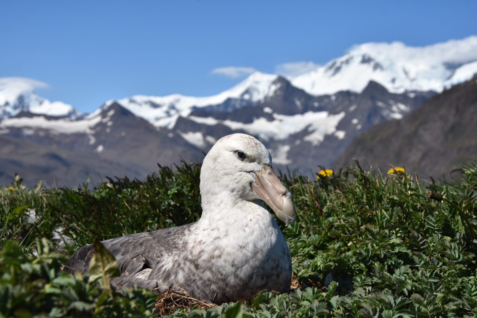 Home - Seabird Tracking Database