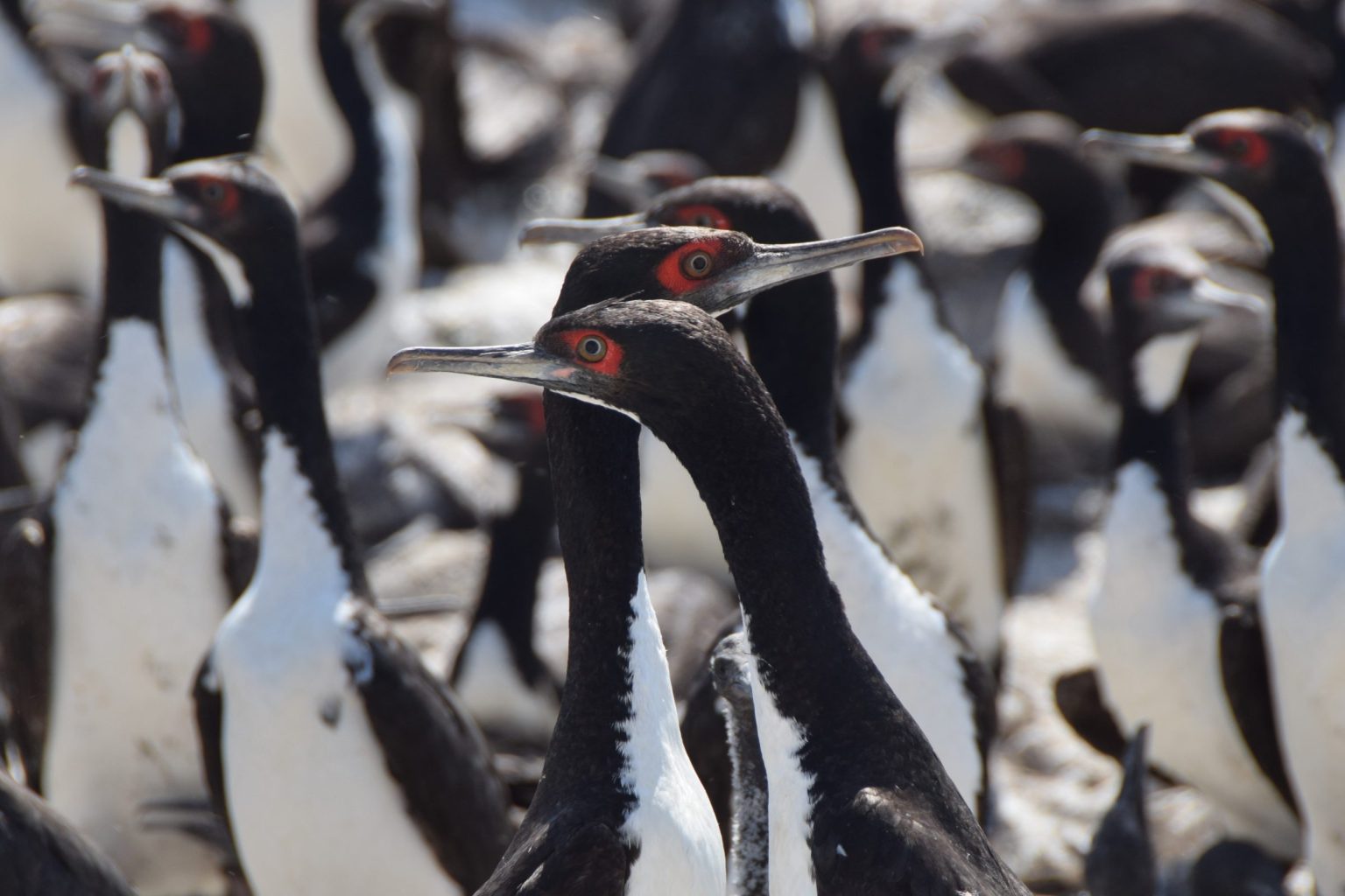 Home - Seabird Tracking Database