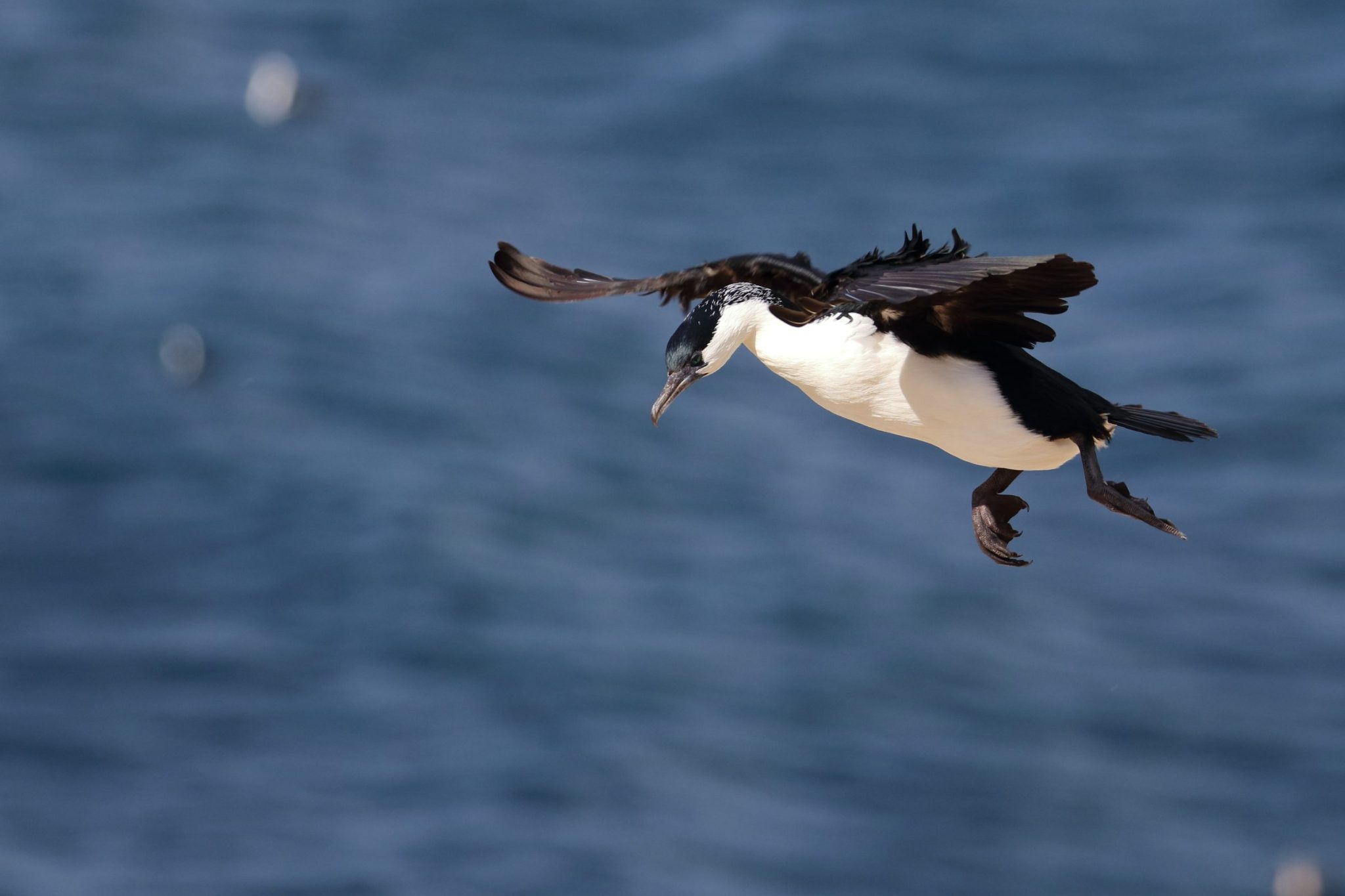 Home - Seabird Tracking Database