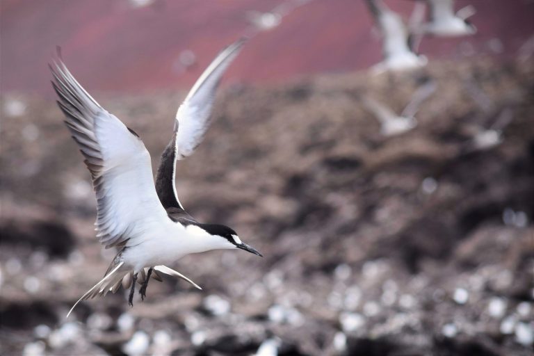 Home - Seabird Tracking Database