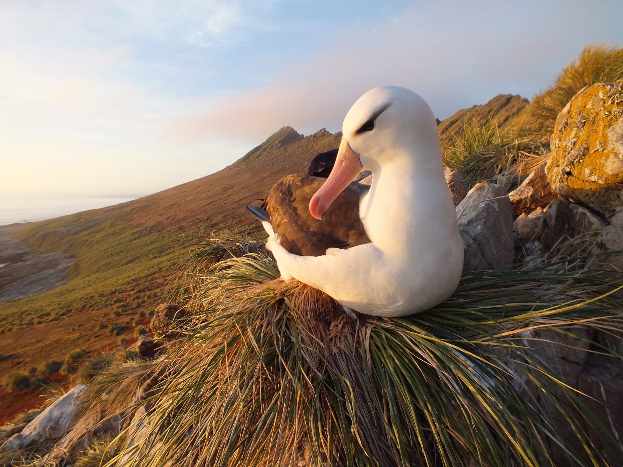 News - Seabird Tracking Database