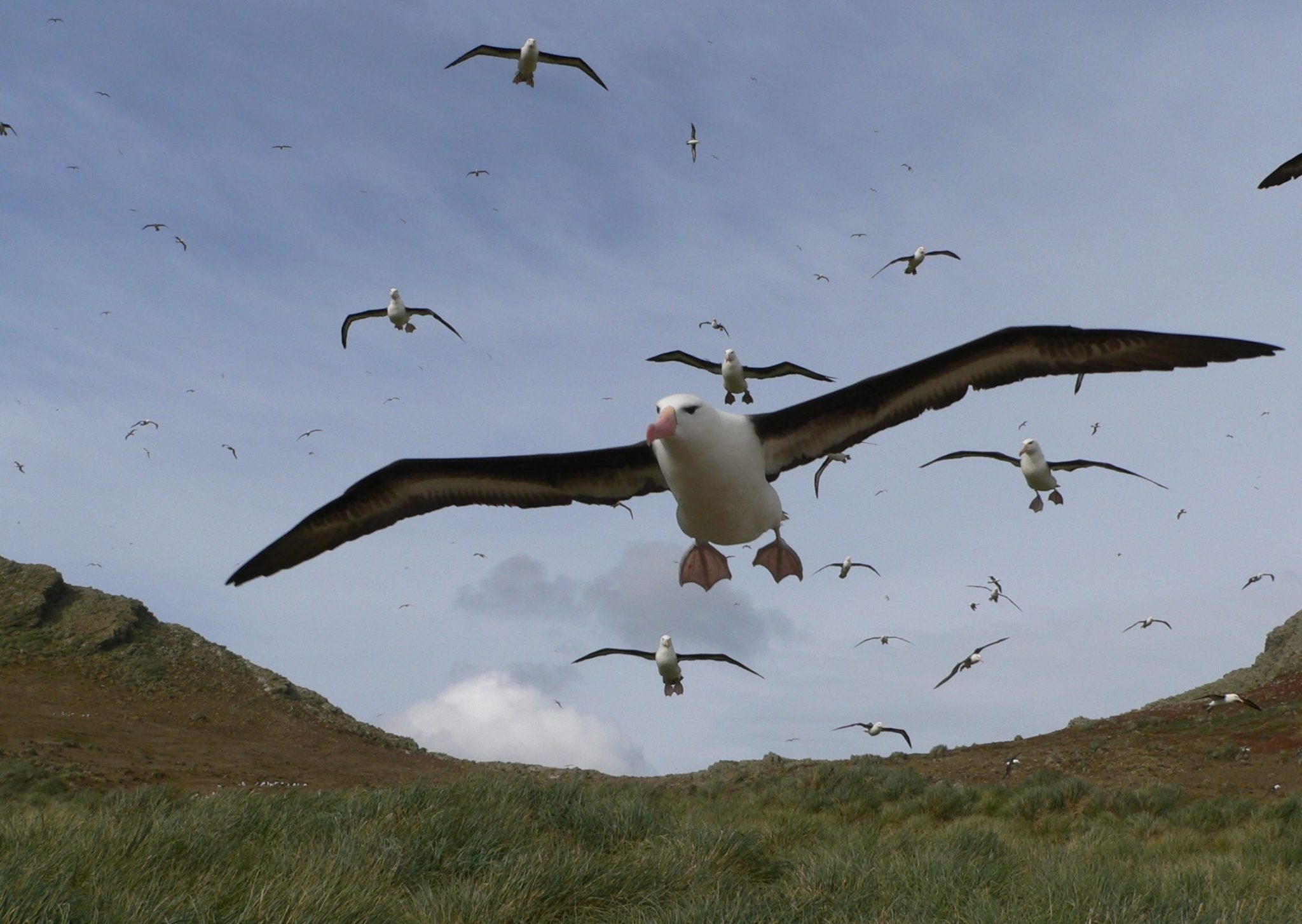 Home - Seabird Tracking Database