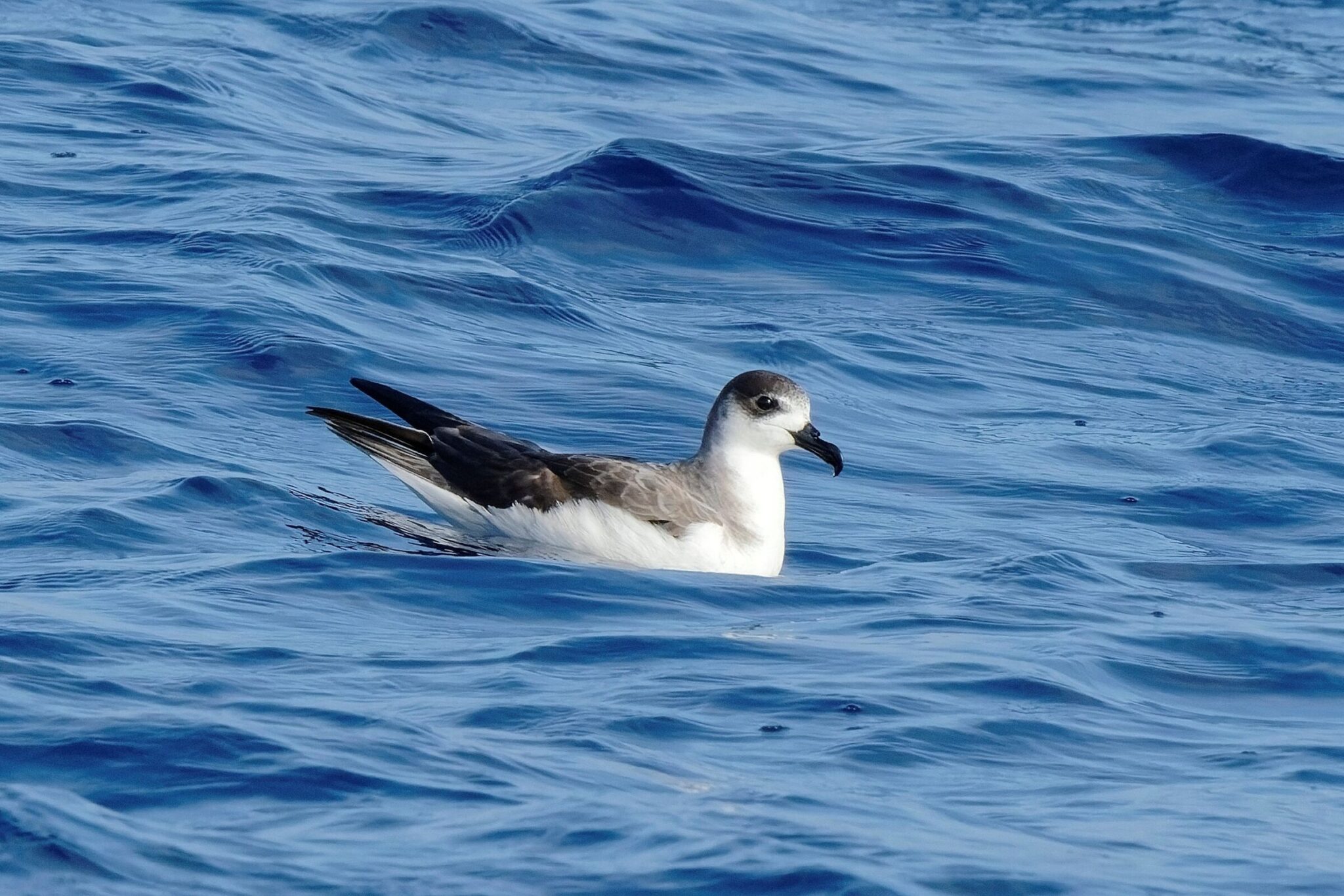 Beyond Protected Areas: where Juan Fernández Petrels meet global ...